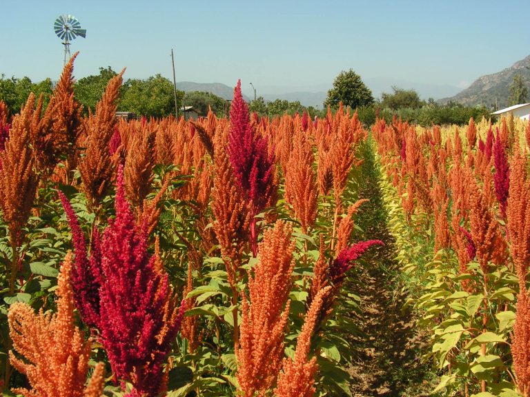 Proyectos - Amaranto